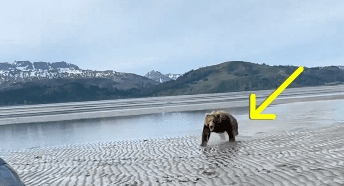 Tour Guide's Daring Encounter with Charging Grizzly Bear Leaves ...