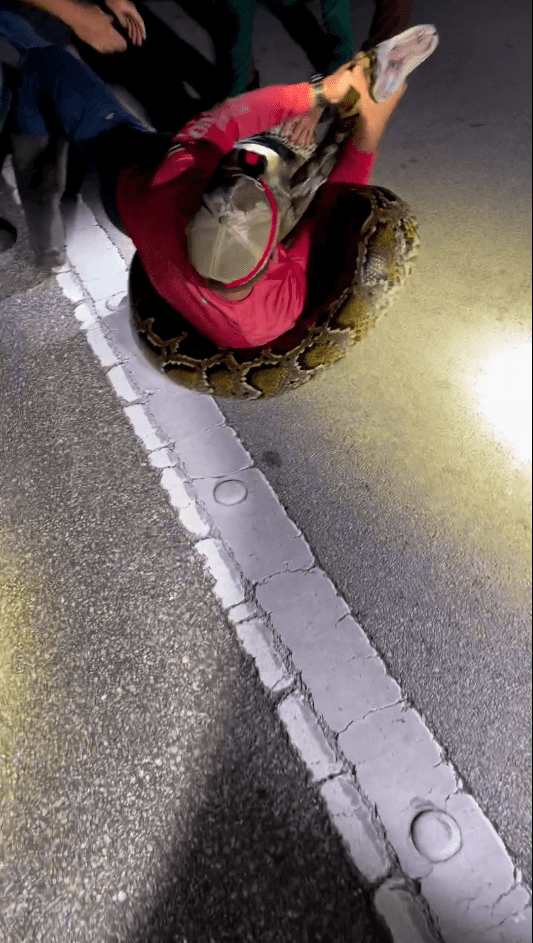 Brave Florida Man Wrestles 19-Foot Python In Stunning Video - Watch This