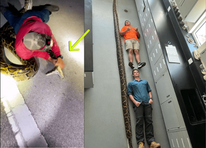 Brave Florida Man Wrestles 19-Foot Python In Stunning Video - Watch This