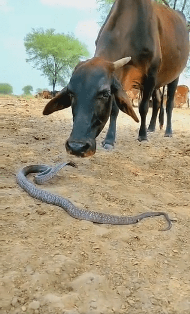 Video of Cow and Snake's Interaction Sweeps The Internet by Storm ...