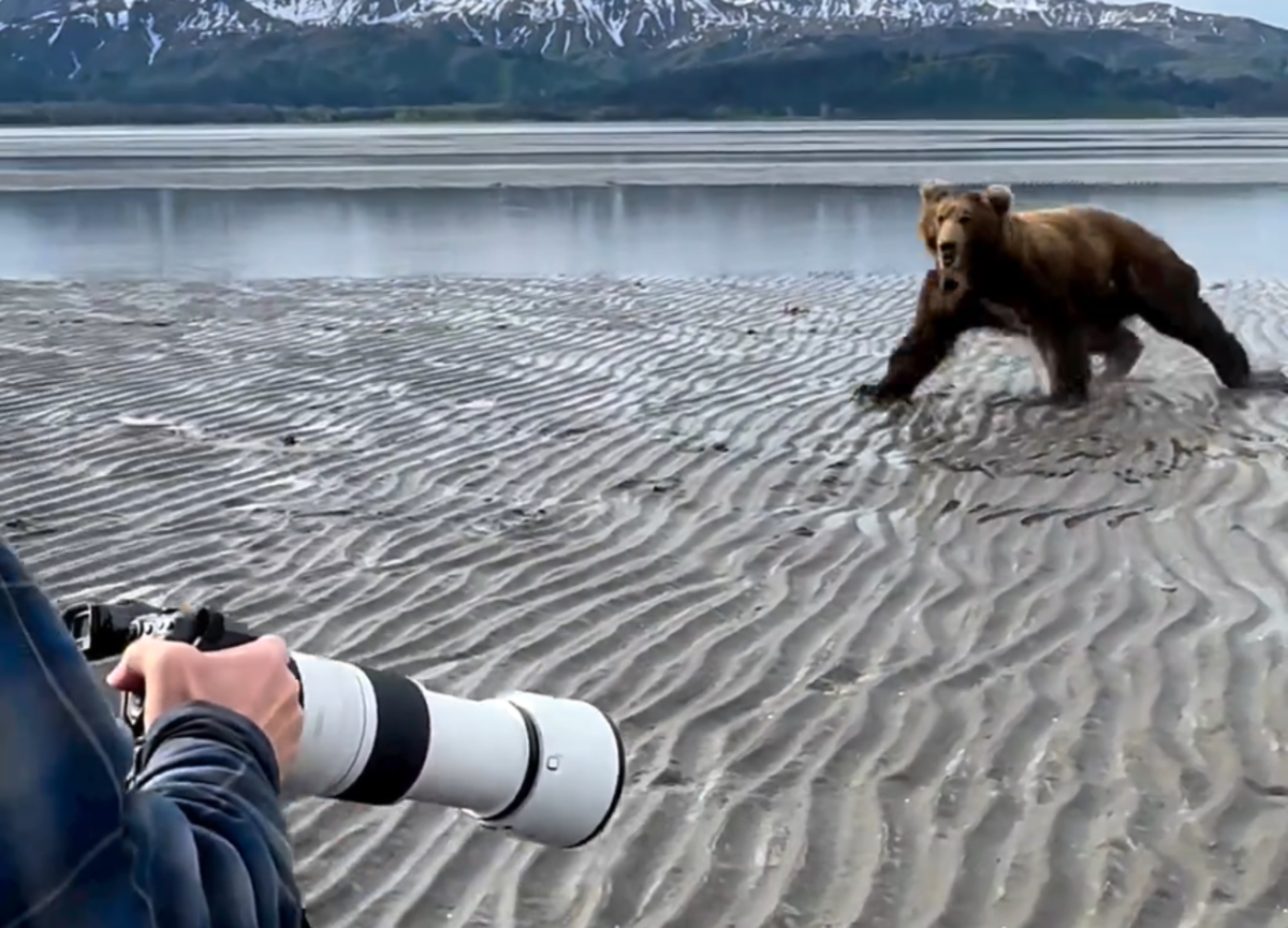 Tour Guide's Daring Encounter with Charging Grizzly Bear Leaves ...