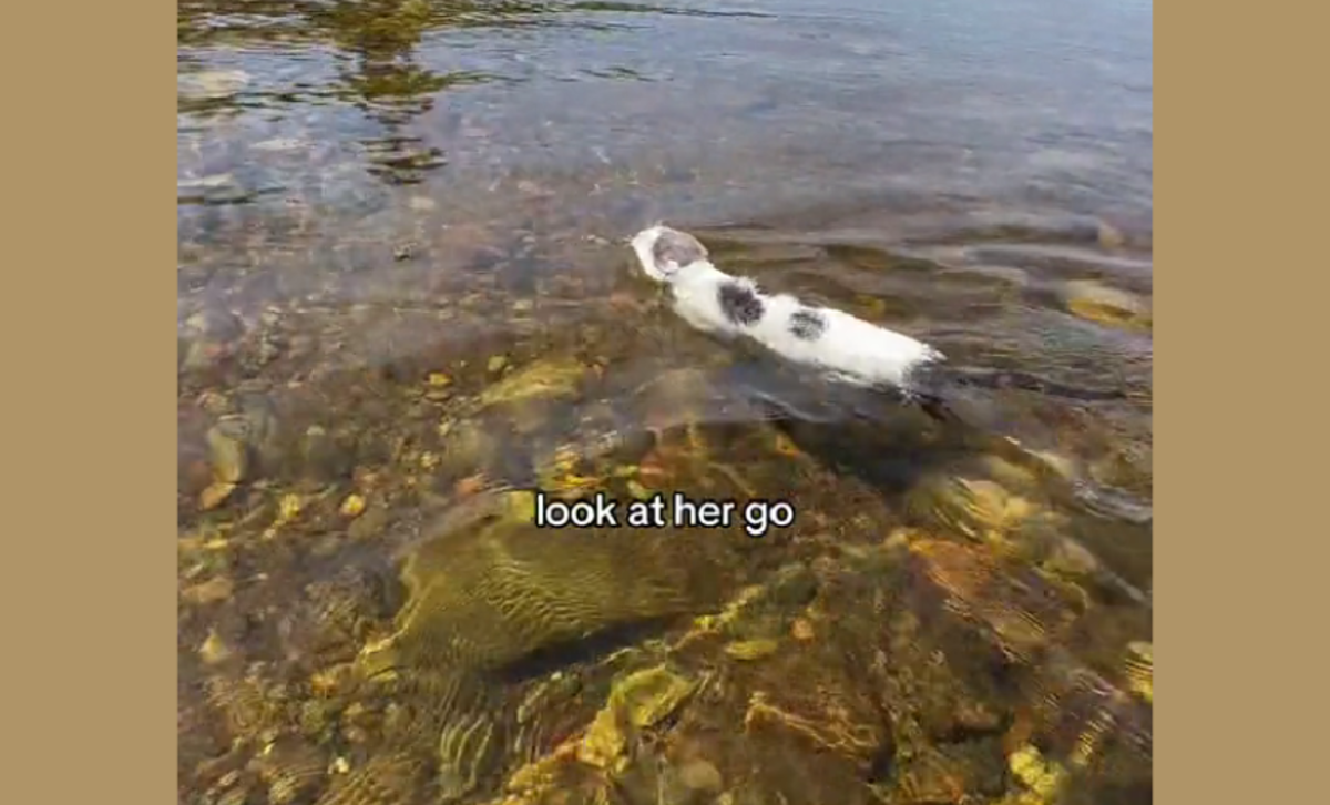 Cat's Amazing Swimming Video Stuns Social Media Audiences - Watch This