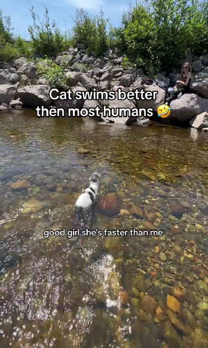 Cat's Amazing Swimming Video Stuns Social Media Audiences - Watch This