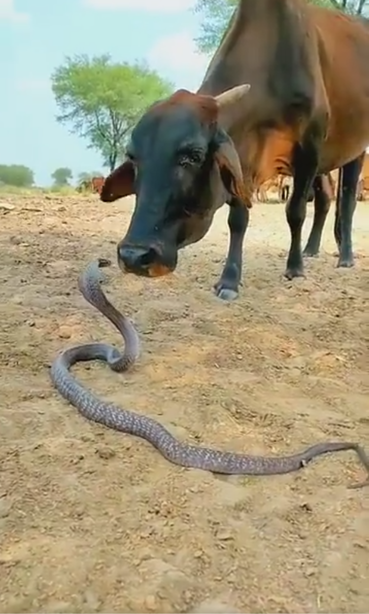 Video of Cow and Snake's Interaction Sweeps The Internet by Storm ...