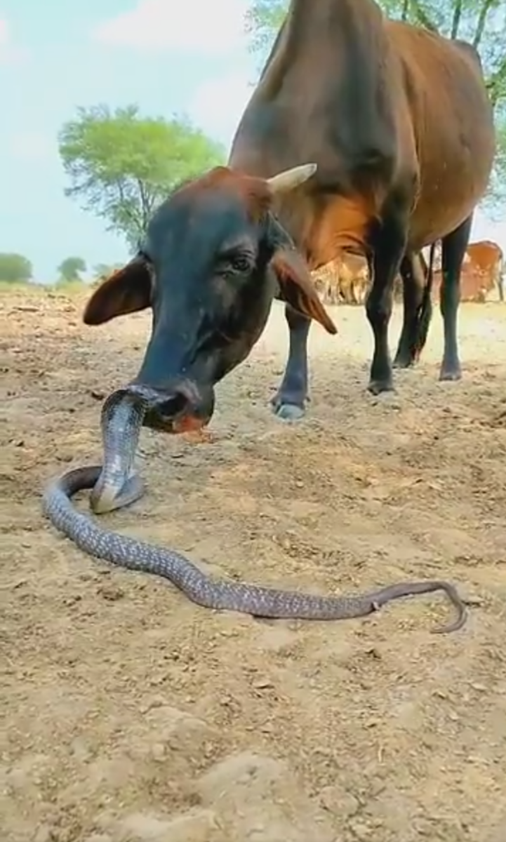 Video of Cow and Snake's Interaction Sweeps The Internet by Storm ...