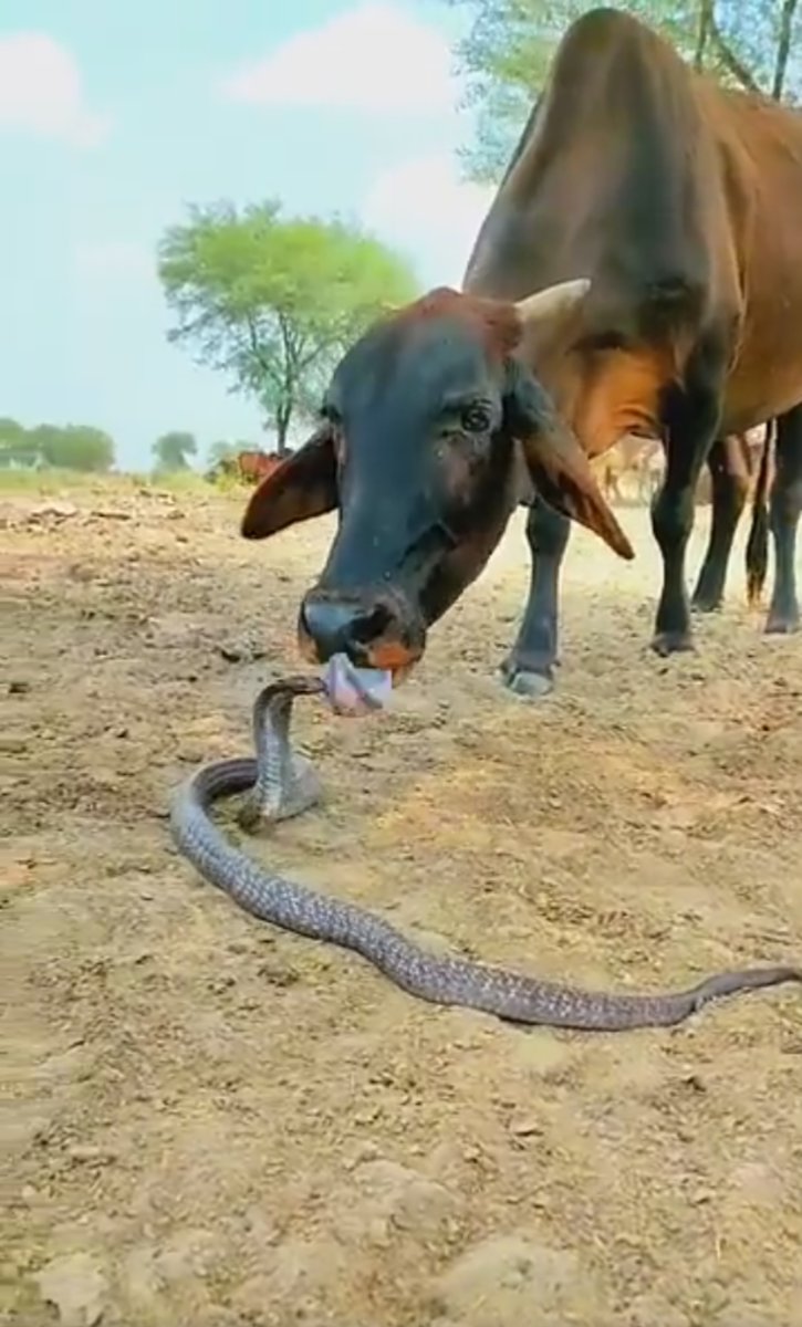 Video of Cow and Snake's Interaction Sweeps The Internet by Storm ...