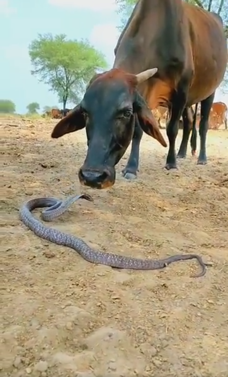 Video of Cow and Snake's Interaction Sweeps The Internet by Storm ...