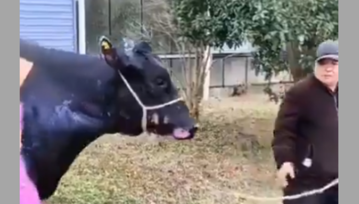 Valentine's Day Video Featuring a Painted Cow Goes Viral On Social ...