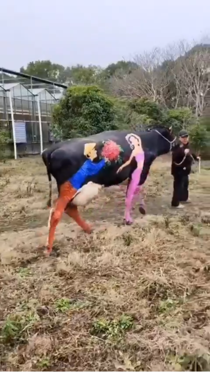 Valentine's Day Video Featuring a Painted Cow Goes Viral On Social ...