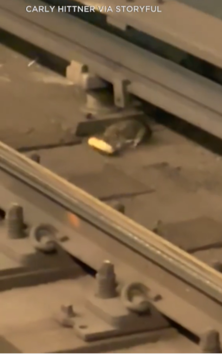 NYC's 'Donut Rat' Goes Viral for Sharing a Sweet Surprise With a Friend ...