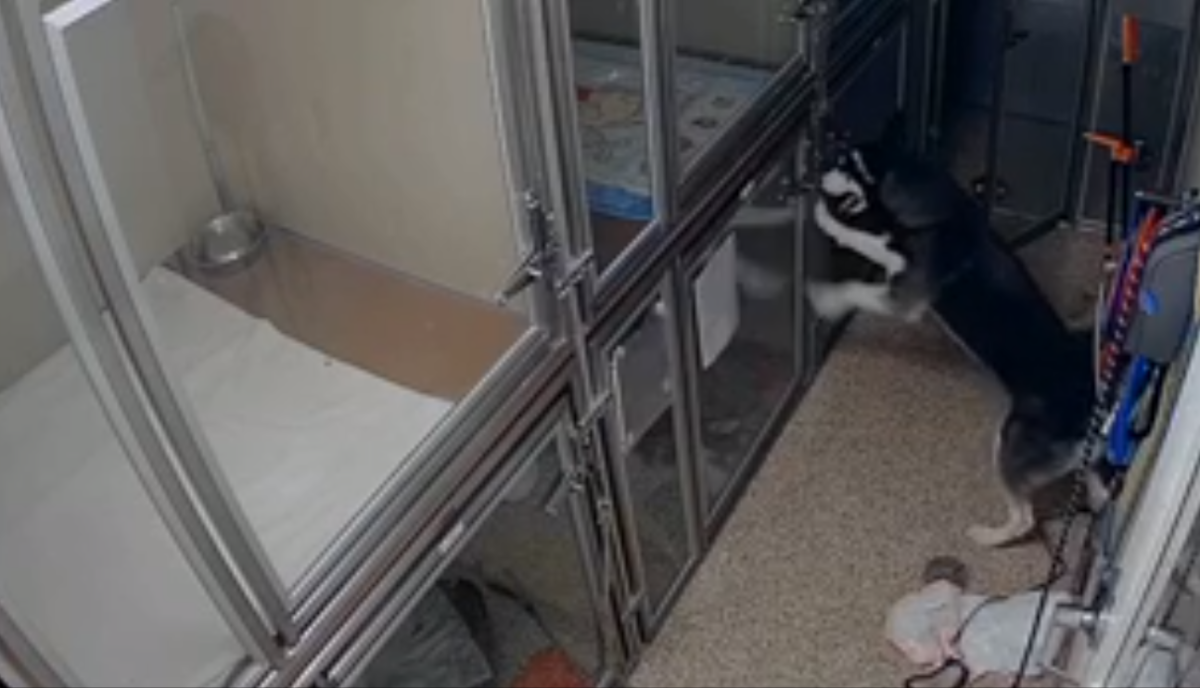 Video of Husky's Attempted Escape, Opening Doors for Fellow Pups Before ...
