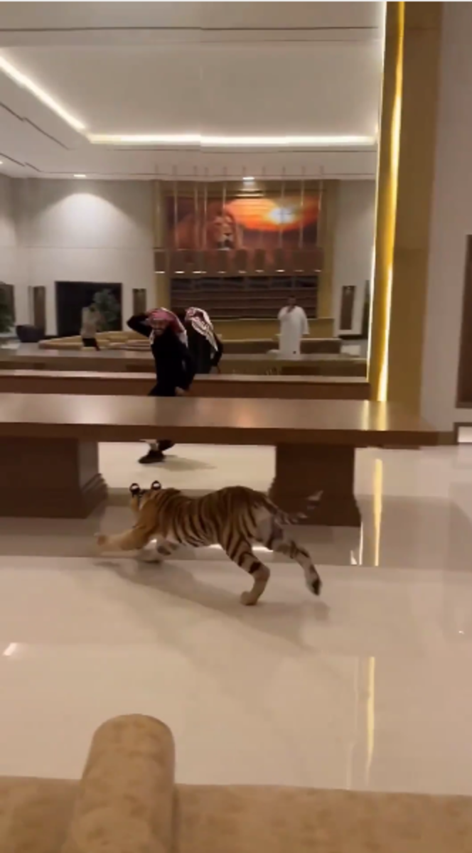 Pet Tiger Chases Man in Lavish Dubai Home, Ignites Debate on Exotic ...