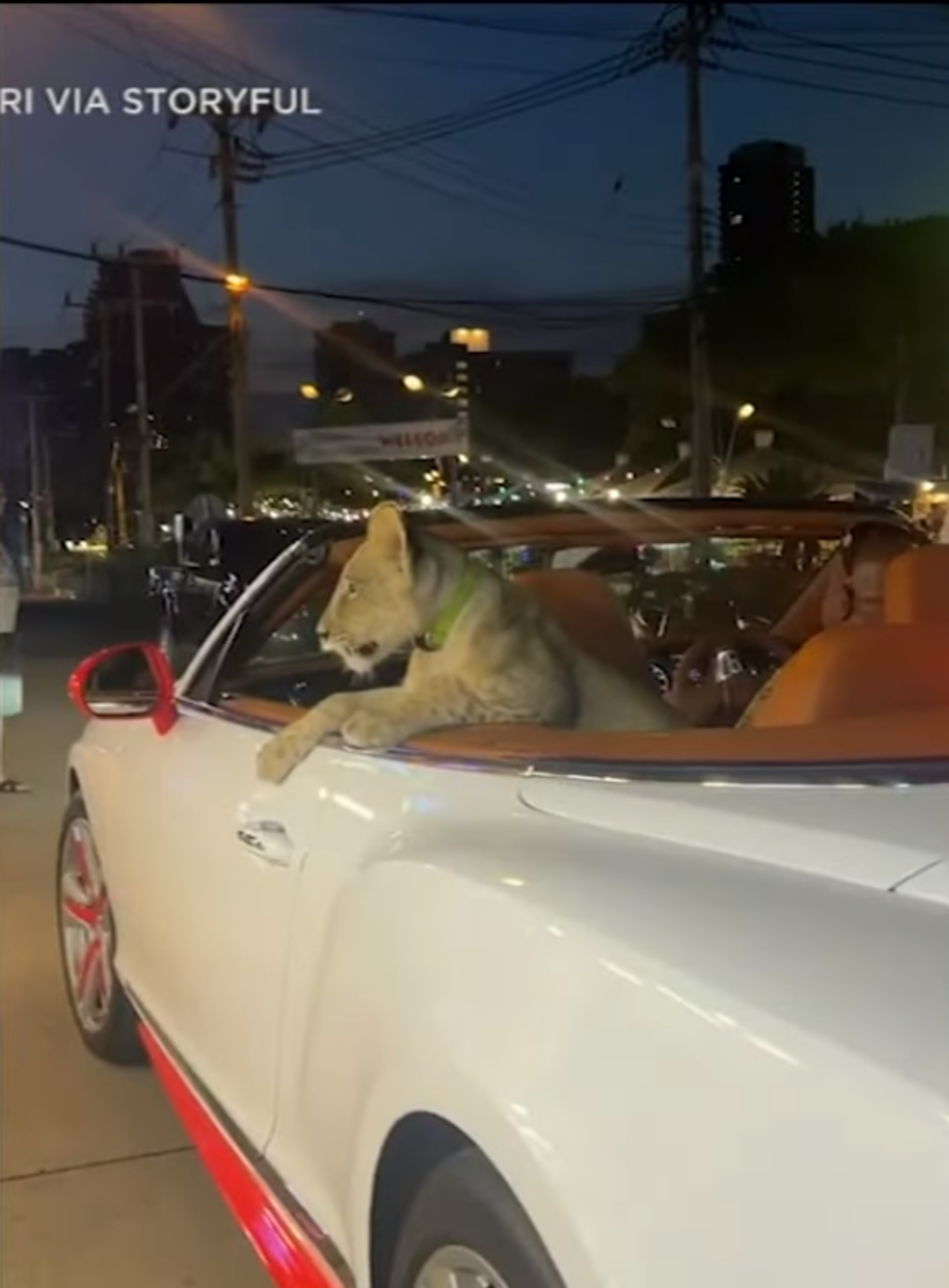 Thai Woman Charged After Viral Video Shows Lion Riding in Back of ...