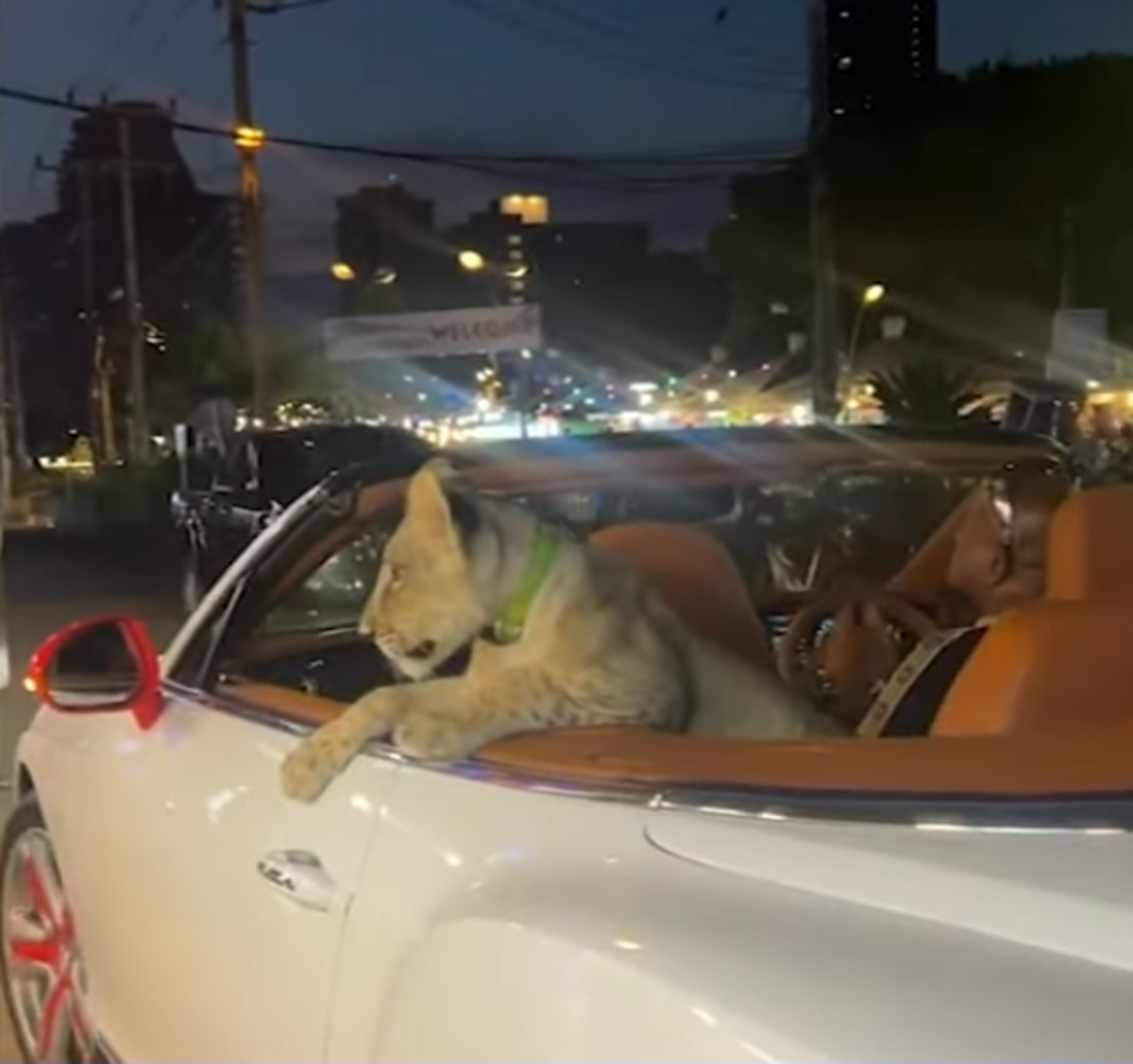 Thai Woman Charged After Viral Video Shows Lion Riding in Back of ...